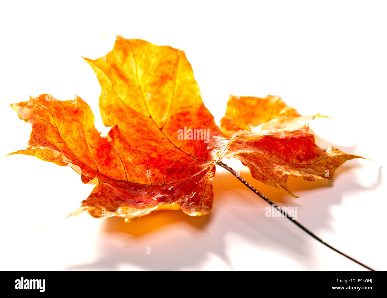 bright maple leaf Stock Photo - Alamy