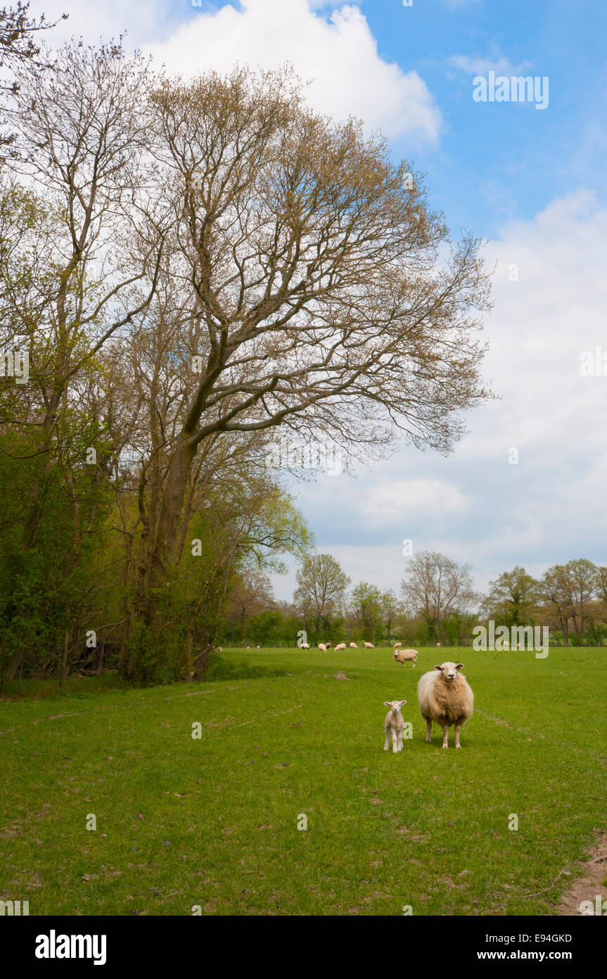Cute fluffy lambs hi-res stock photography and images - Alamy