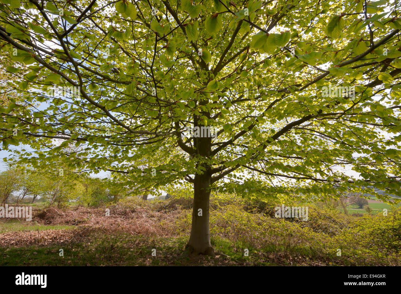Spring budding oak tree hi-res stock photography and images - Alamy