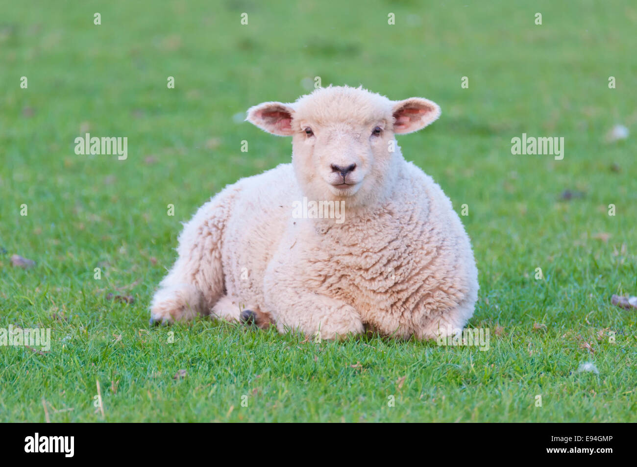 lambs in springtime in kent Stock Photo - Alamy