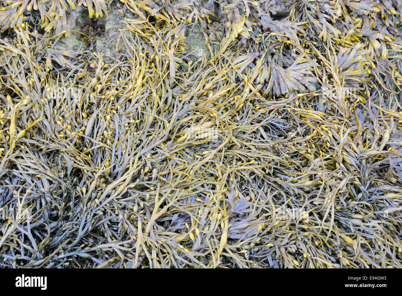 Channelled wrack (Pelvetia canaliculata) seaweed Stock Photo - Alamy