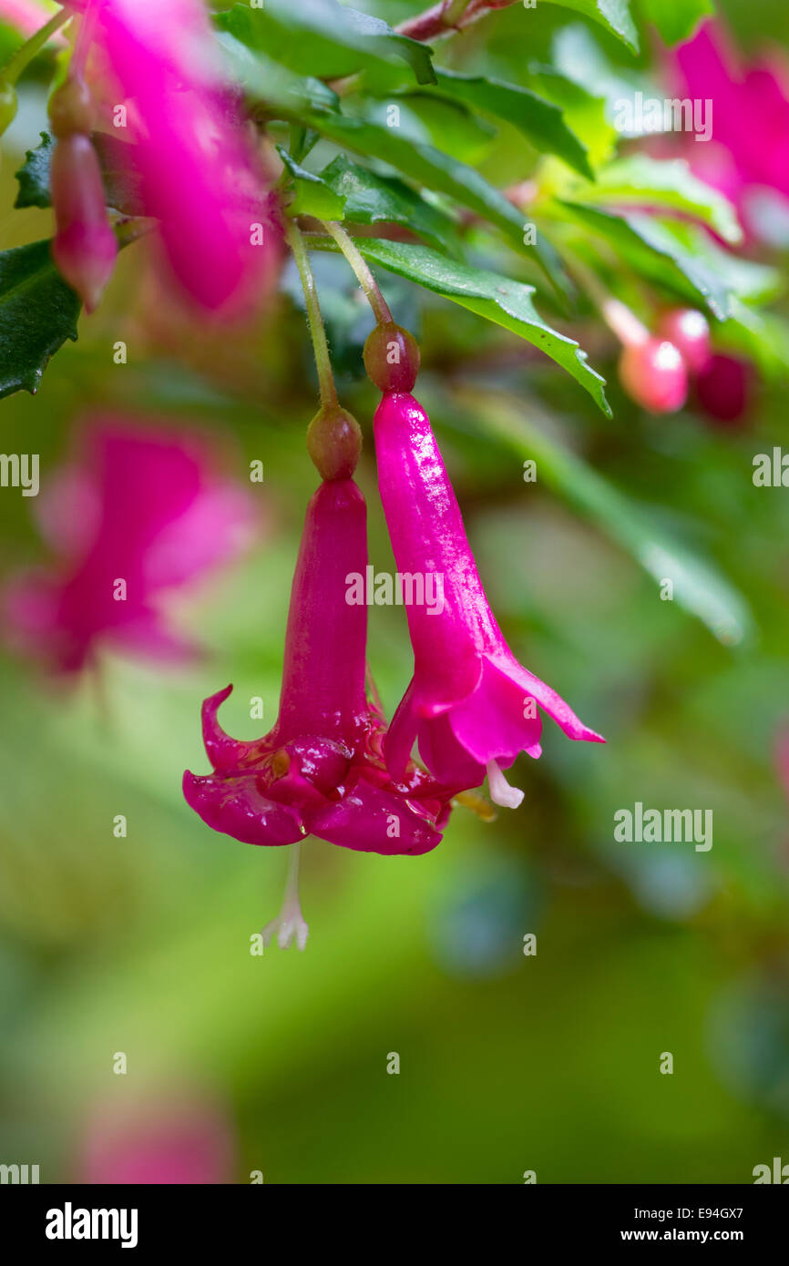 Delicate, diminutive pink flowers of the half-hardy shrub, Fuchsia ...