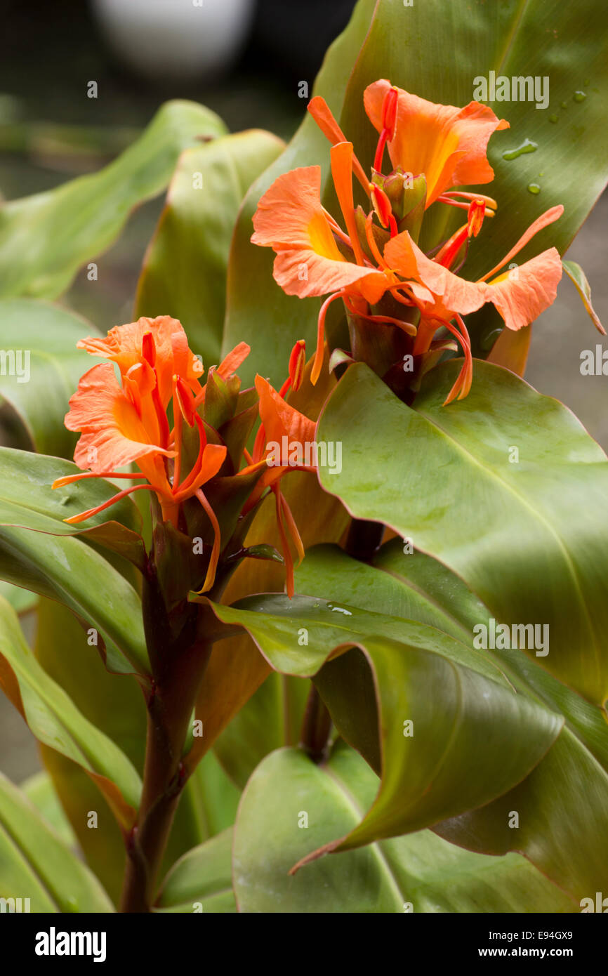Two flower heads of the autumn flowering ginger lily, Hedychium greenii ...