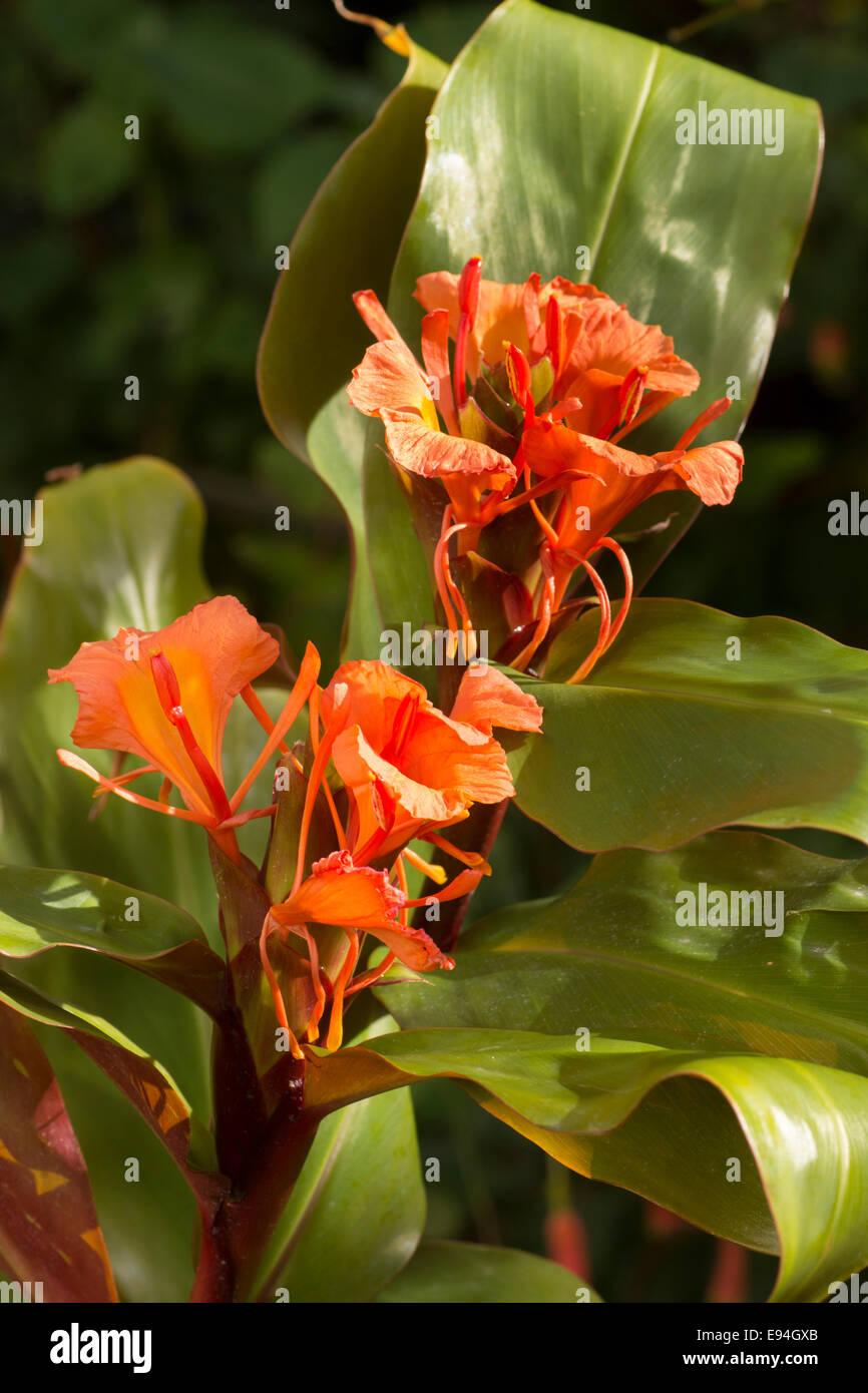 Two flower heads of the autumn flowering ginger lily, Hedychium greenii ...