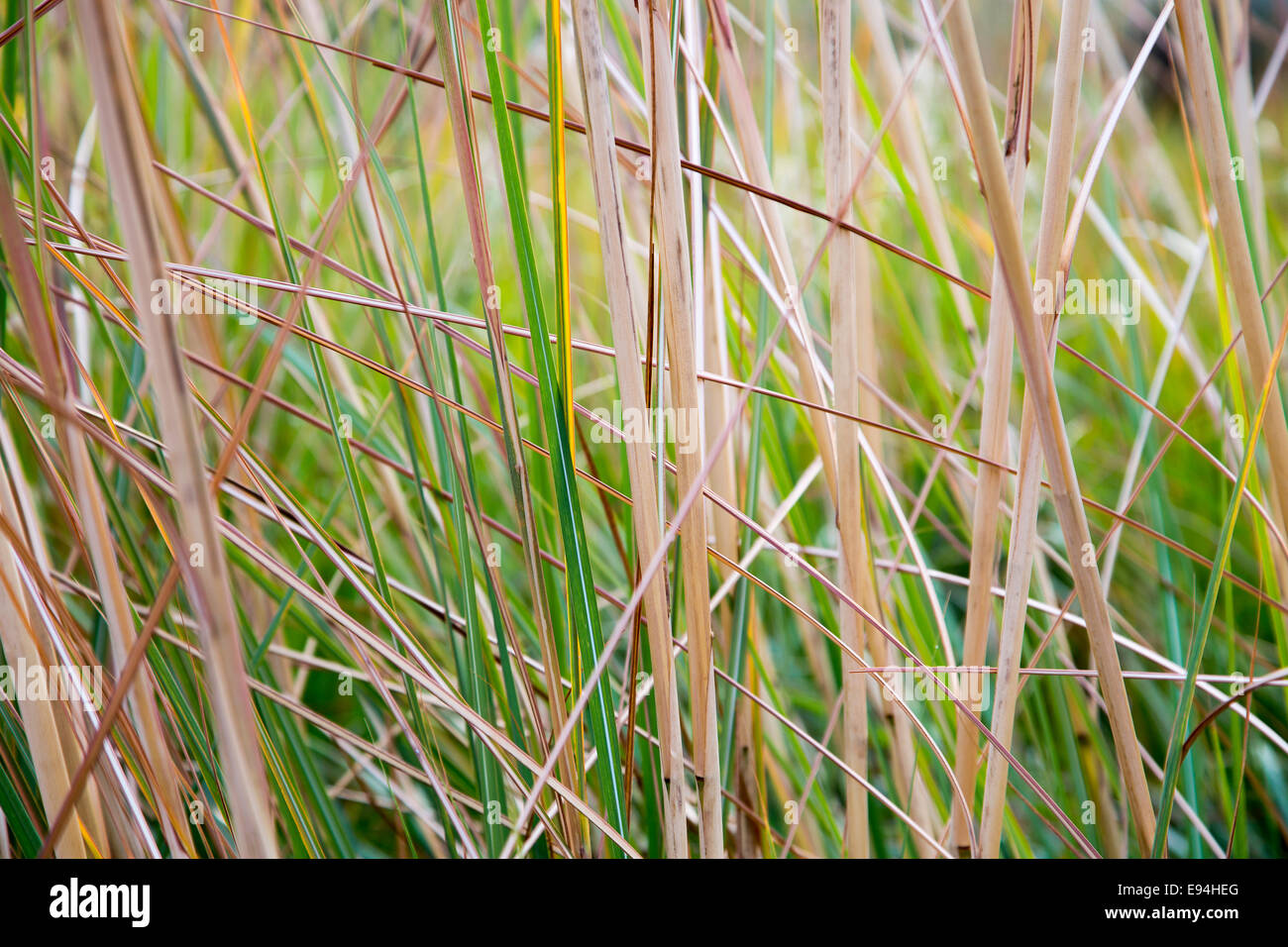 Texture of reed stems hi-res stock photography and images - Alamy