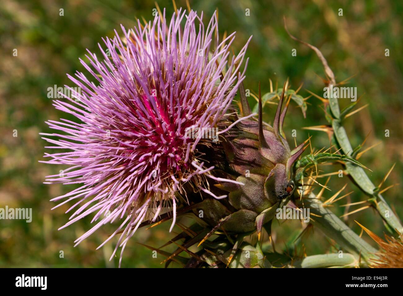 Carduus acanthoides - Thistle, royal symbol of Scotland Stock Photo - Alamy