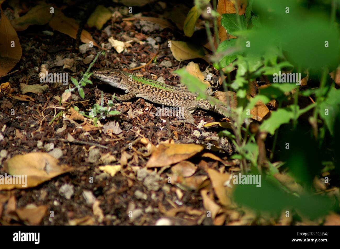 Podarcis siculus siculus - Italian wall lizard, ruin lizard Stock Photo ...