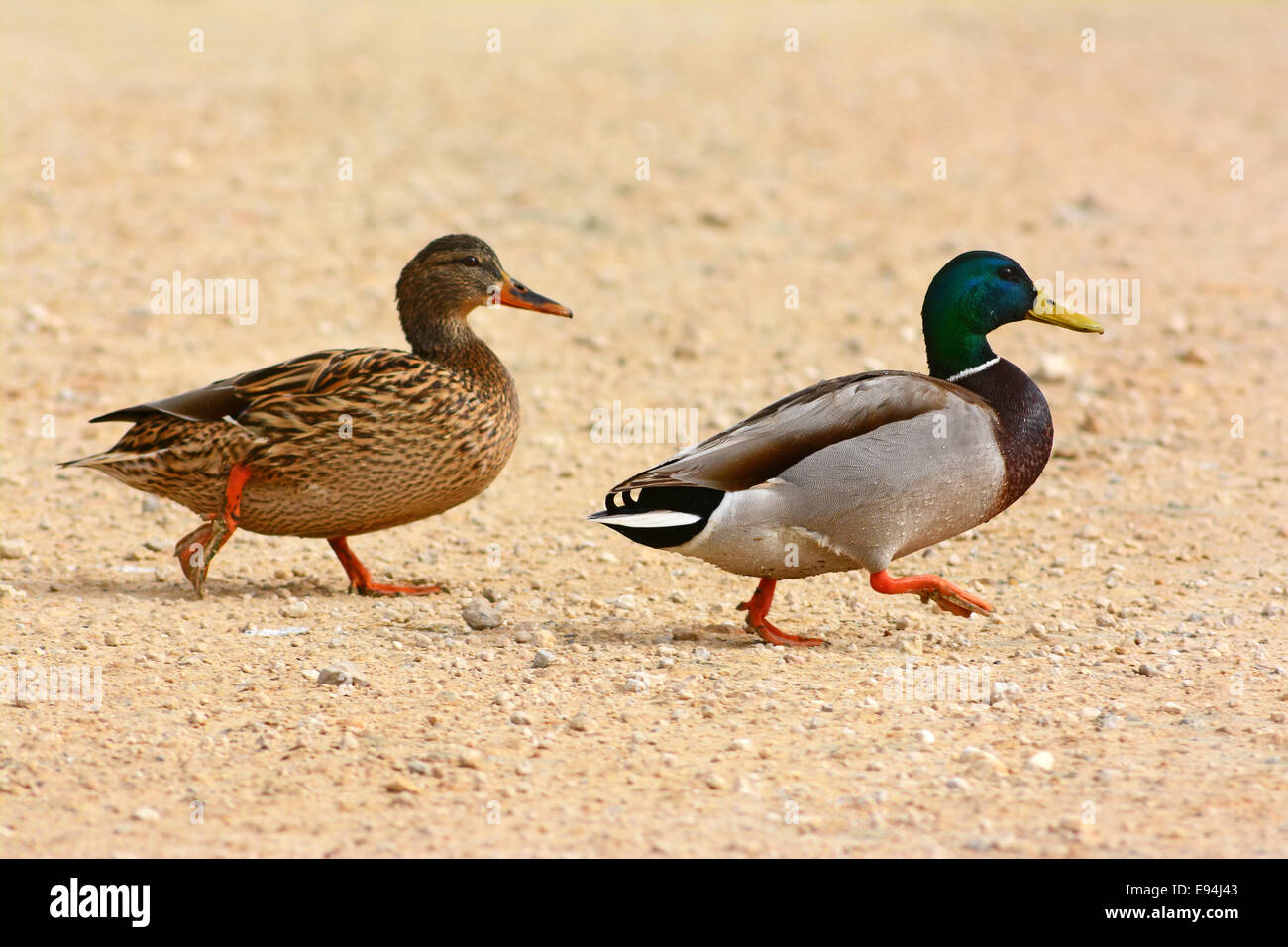 Mallard, male and female walking Stock Photo - Alamy