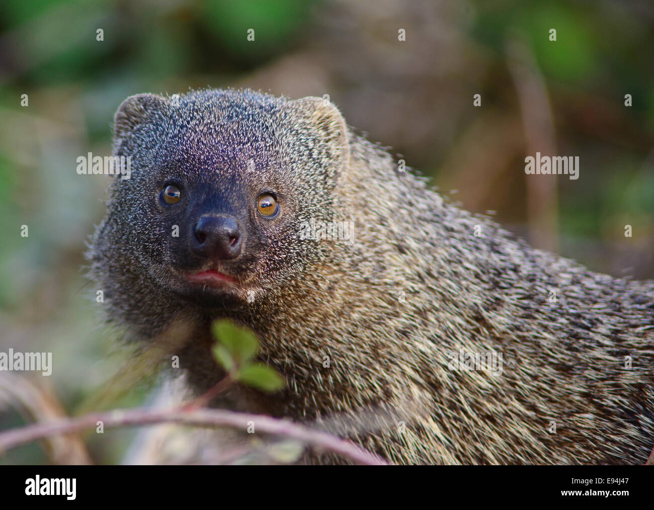 Mongoose Eyes Turn Red