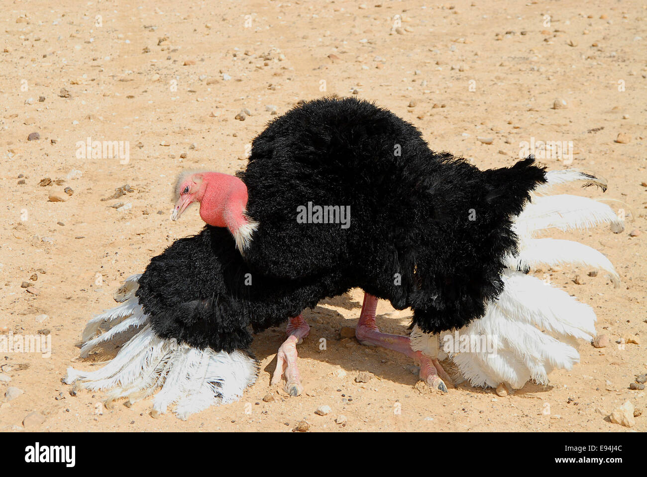 Mating ostrich hi-res stock photography and images - Alamy