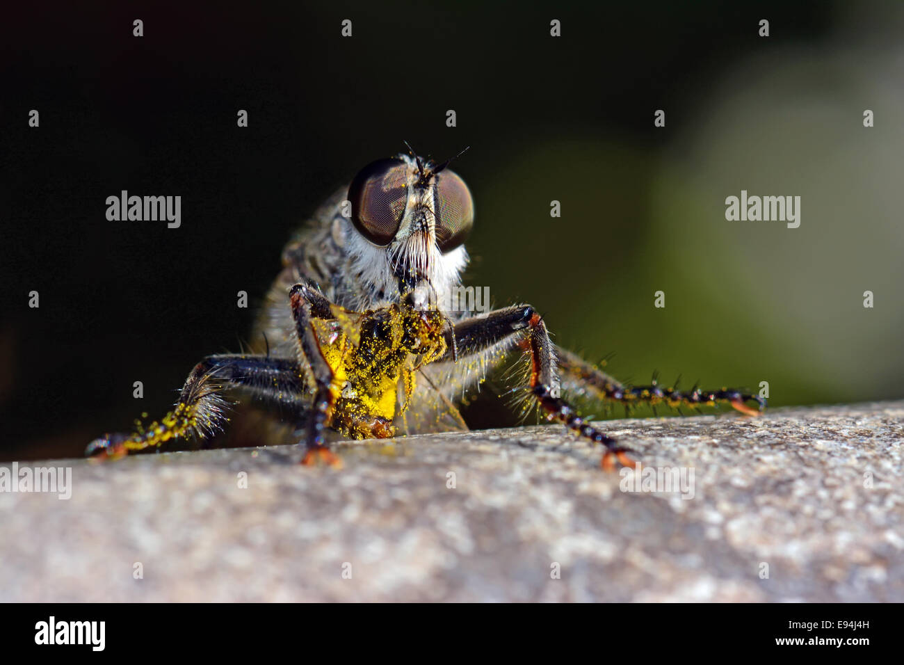 Robber-fly eat wasp Stock Photo - Alamy