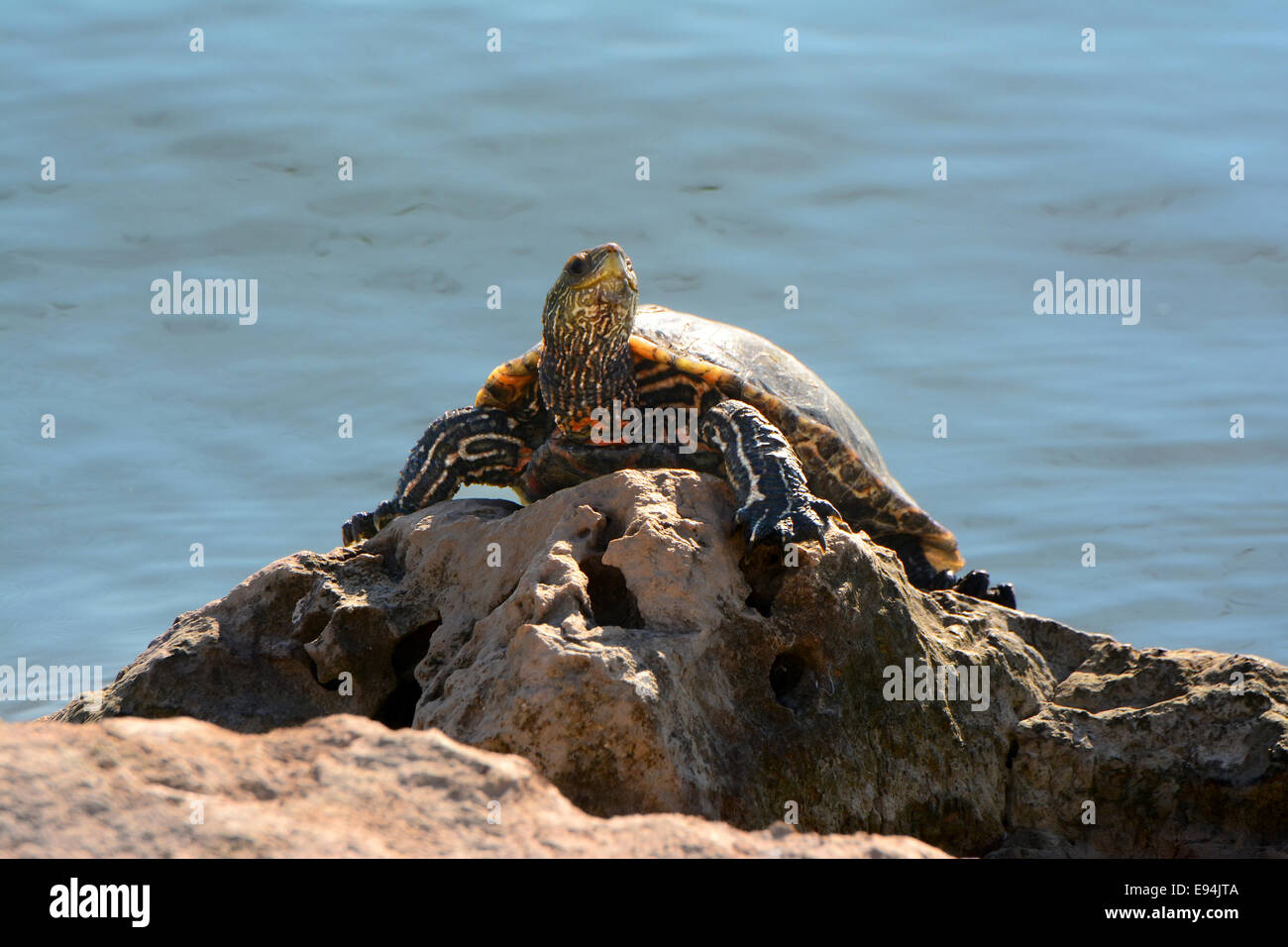 Swamp turtle hi-res stock photography and images - Alamy