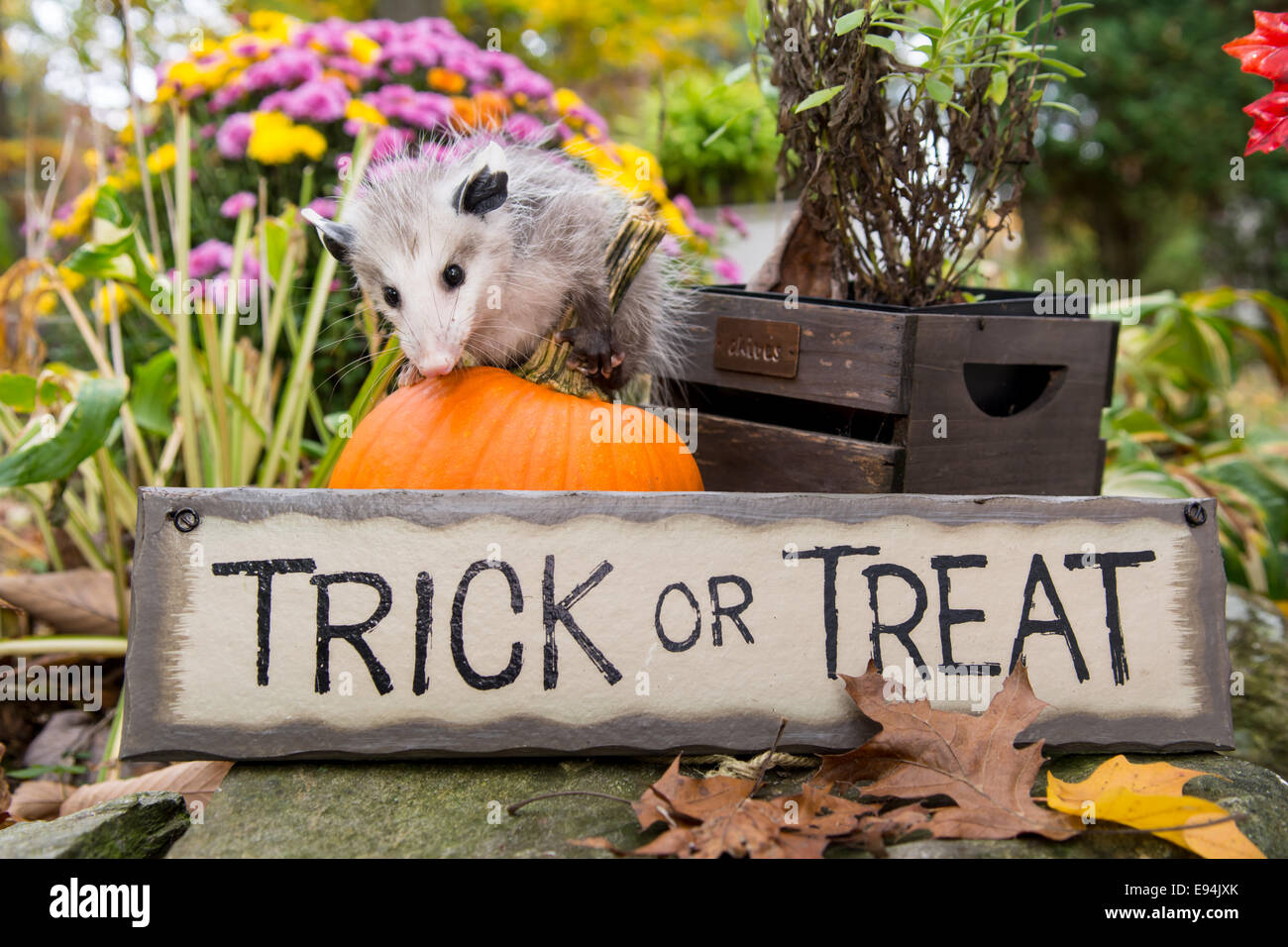 Opossum baby hi-res stock photography and images - Alamy