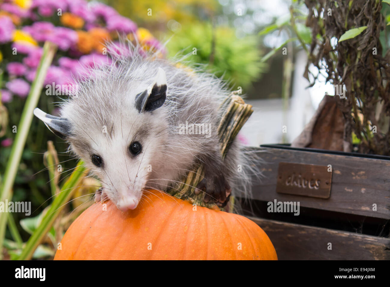 Opossum Playing in the Garden Stock Photo - Alamy