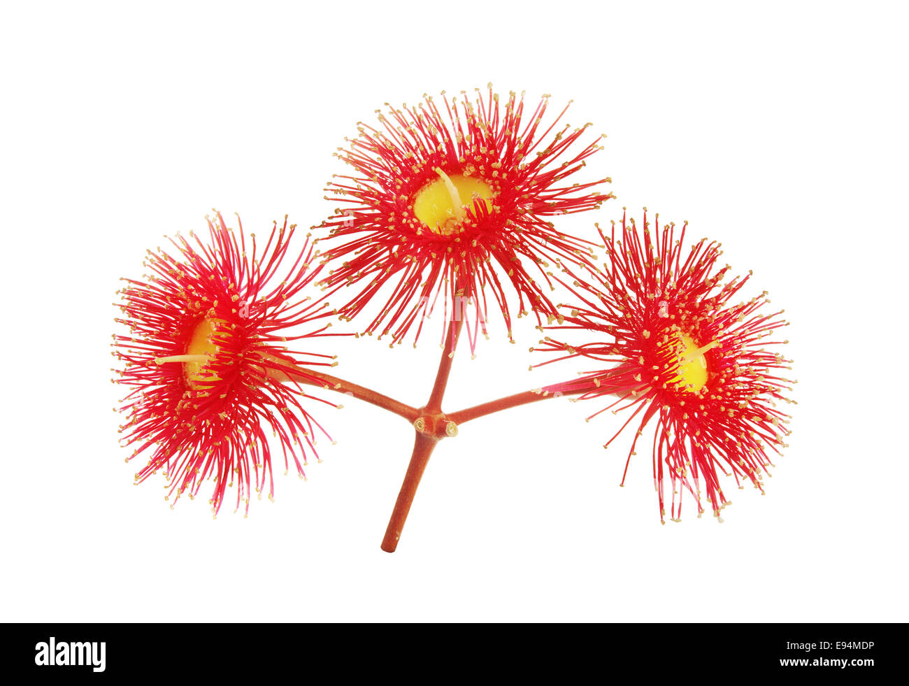 Australian red flowers Cut Out Stock Images & Pictures - Alamy