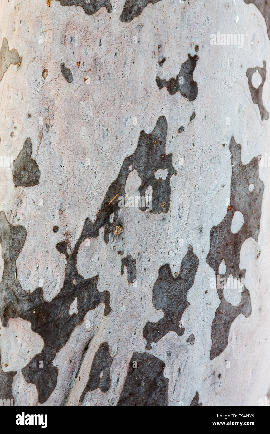 Australian Tree Bark Pattern Stock Photo - Alamy