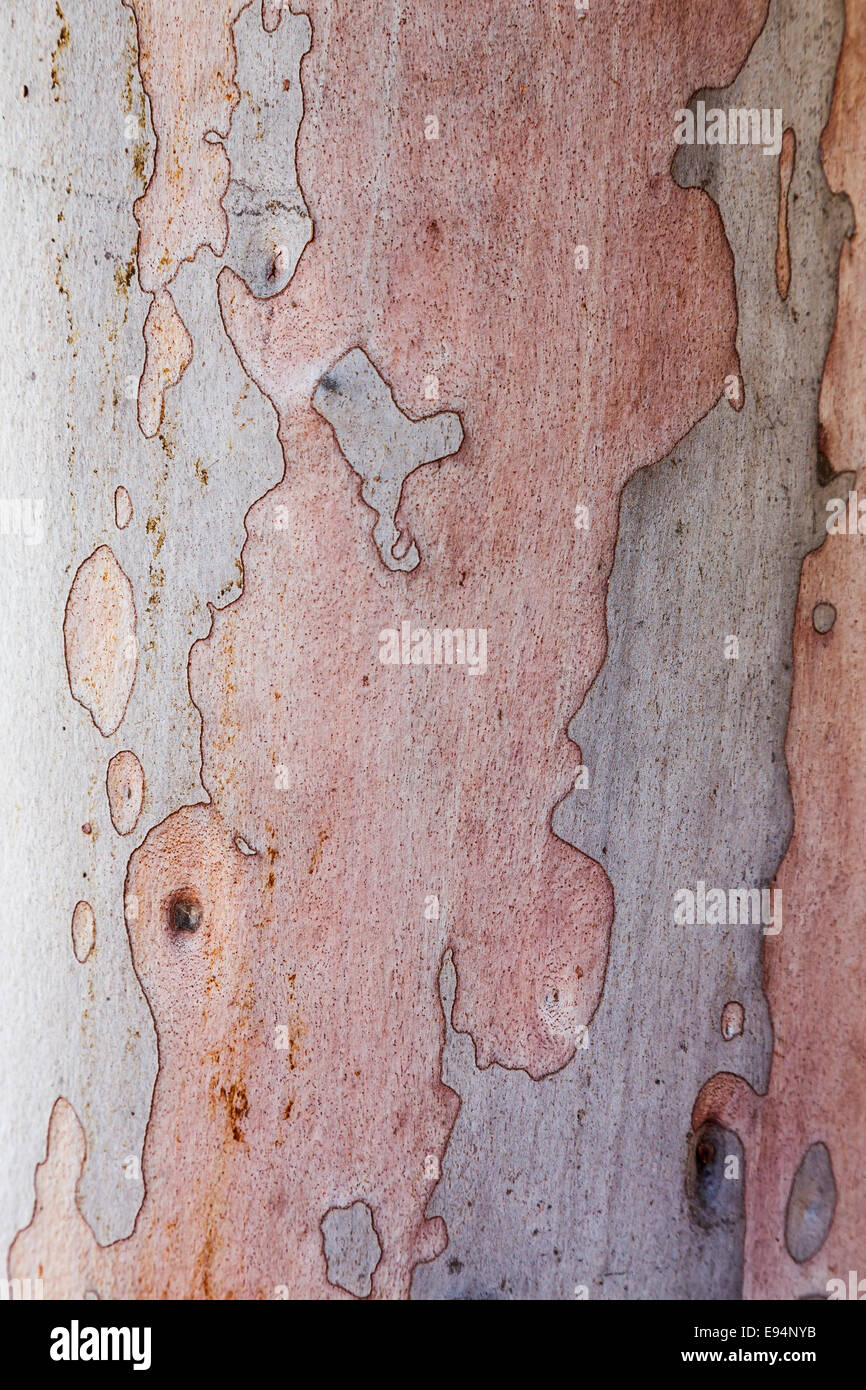 Australian tree hi-res stock photography and images - Alamy