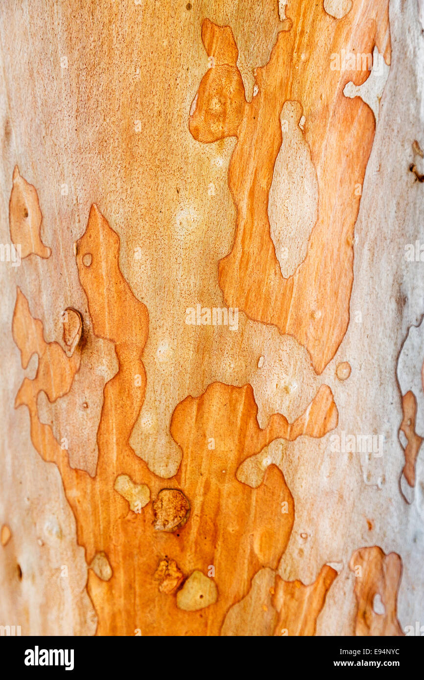 Tree bark patterns hi-res stock photography and images - Alamy