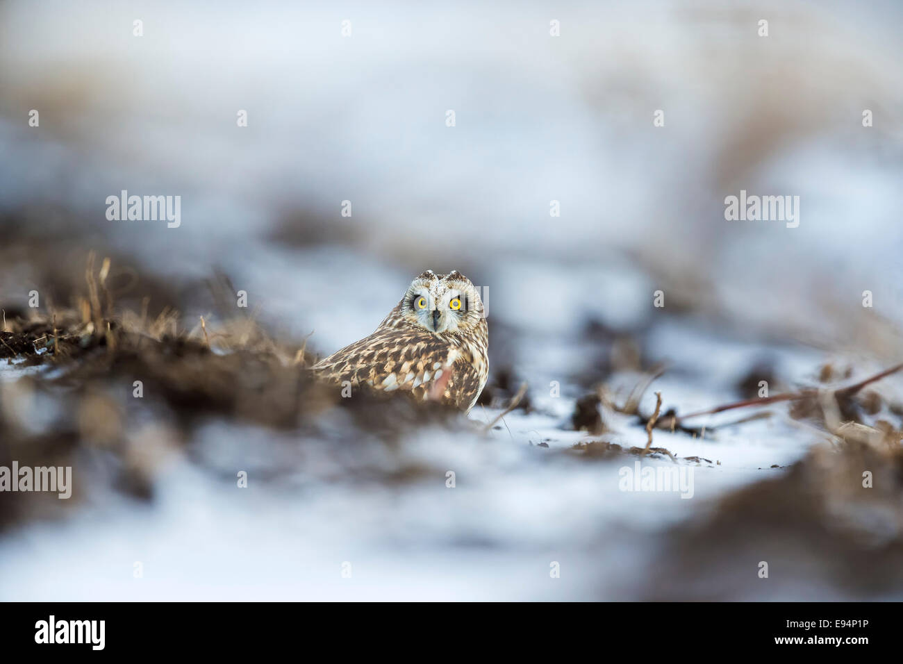 Short eared owl species hi-res stock photography and images - Alamy