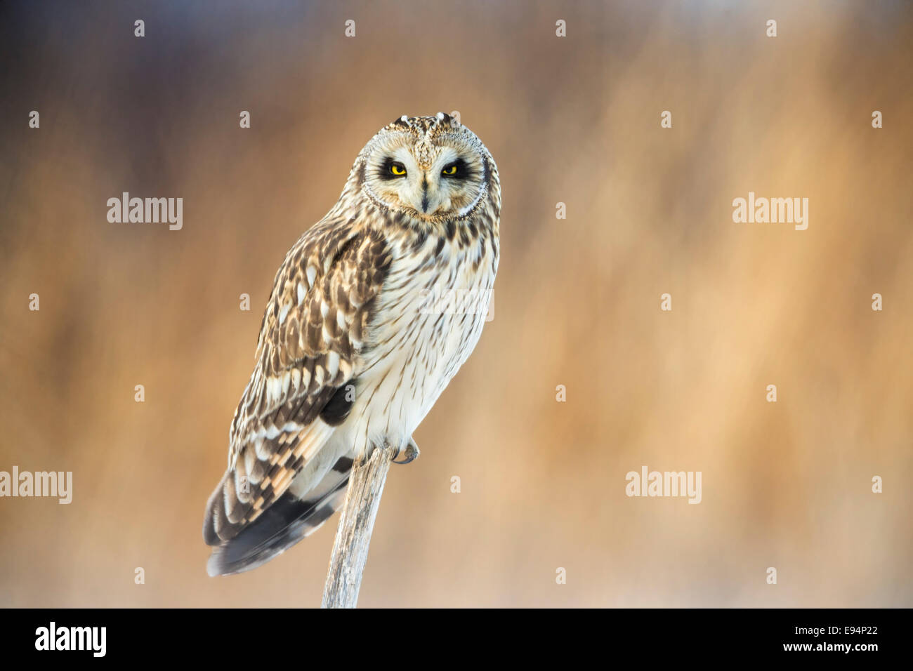 Straight stick hi-res stock photography and images - Alamy