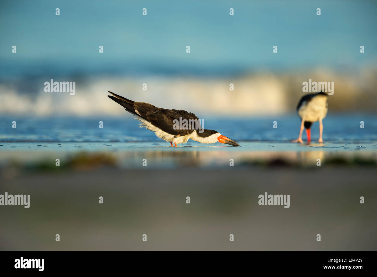 Water skimmer hi-res stock photography and images - Alamy