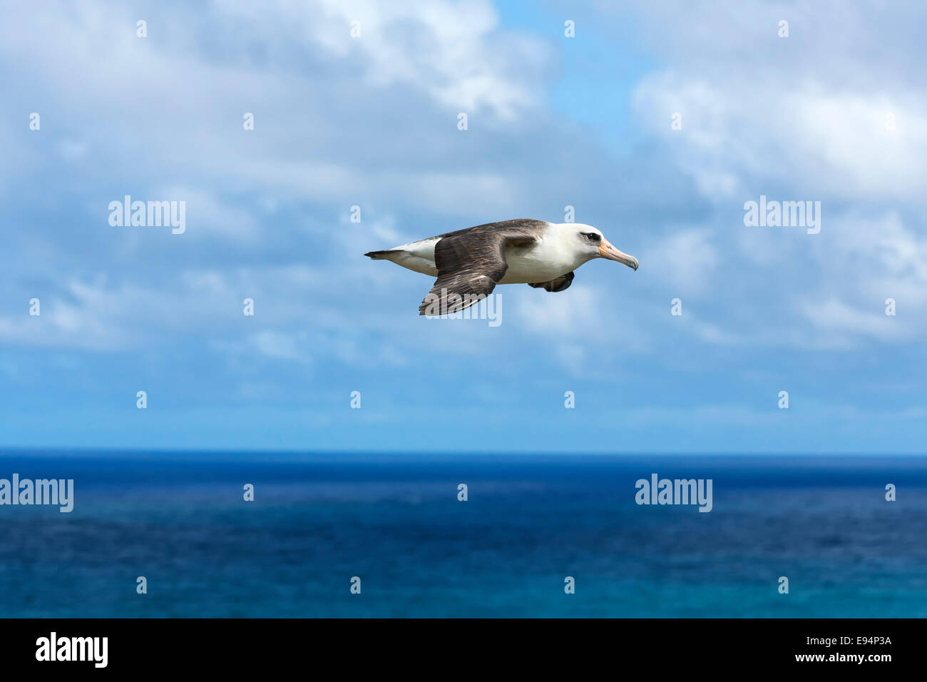 Laysan Albatross - Phoebastria immutabilis - flying low over the ocean ...