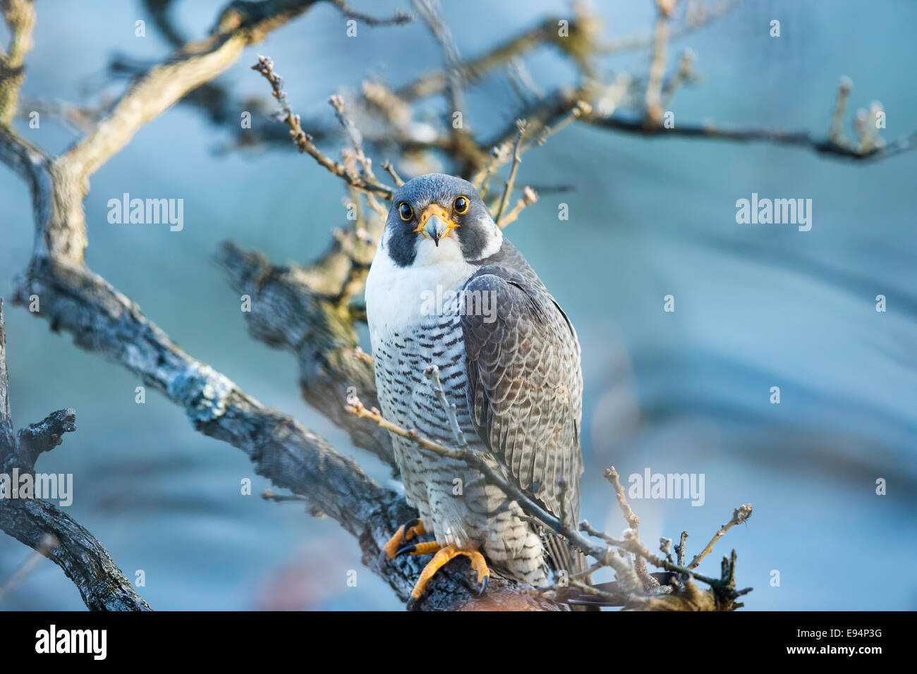Peregrine Falcon New York Stock Photos & Peregrine Falcon New York ...