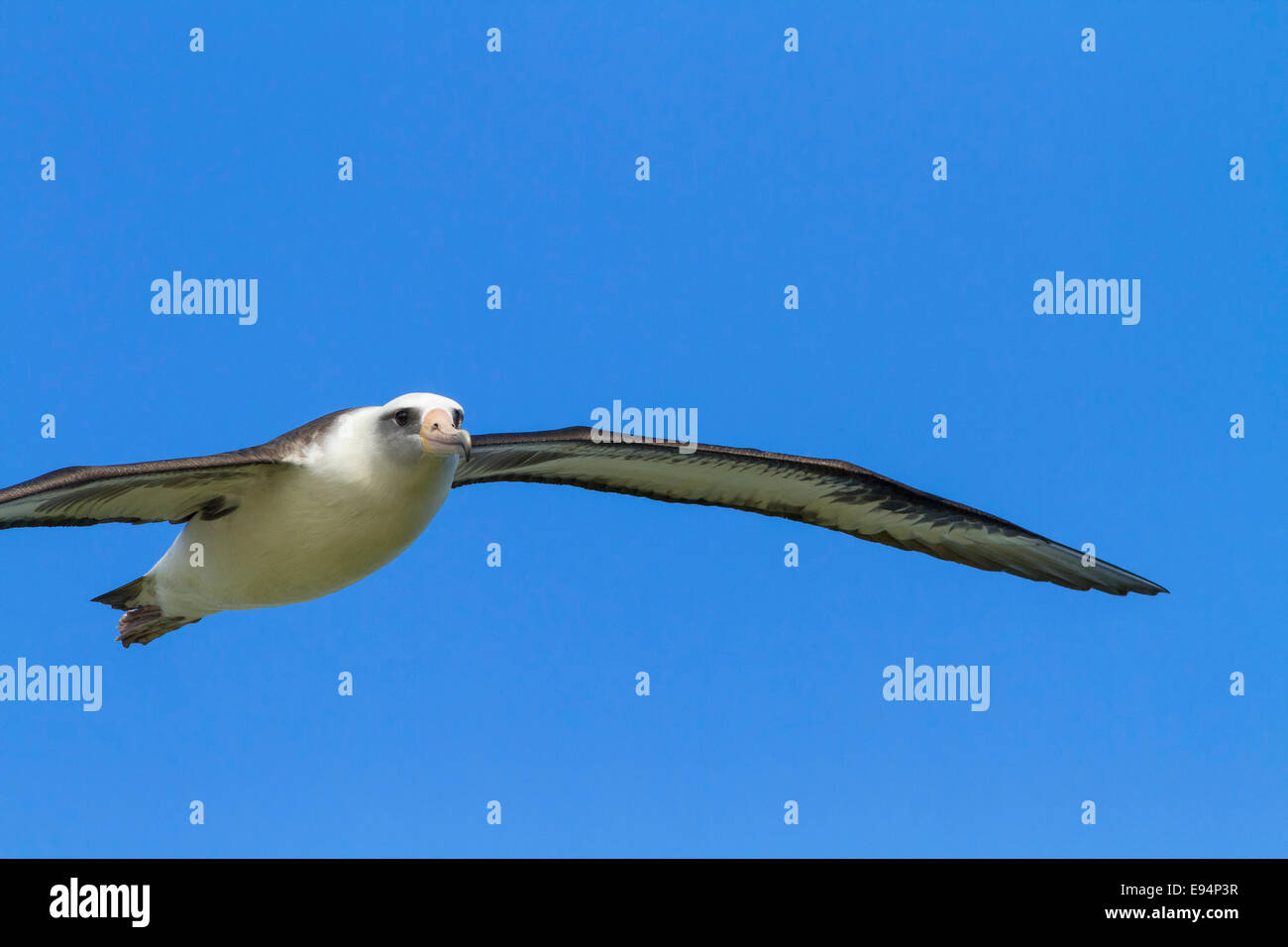 Albatross Flying High Resolution Stock Photography and Images - Alamy
