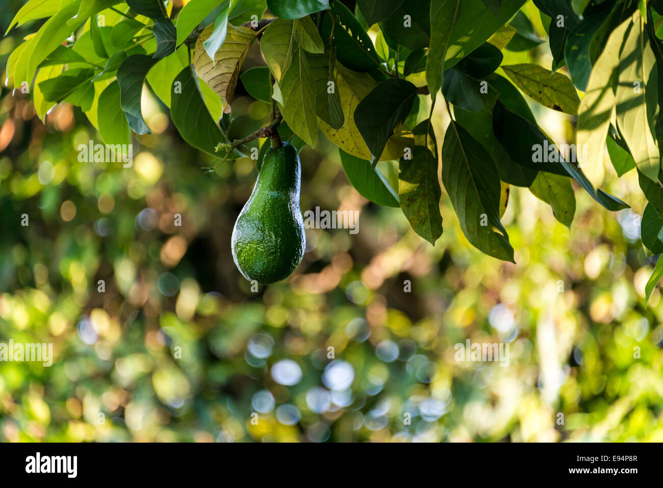 Avocado tree hi-res stock photography and images - Alamy