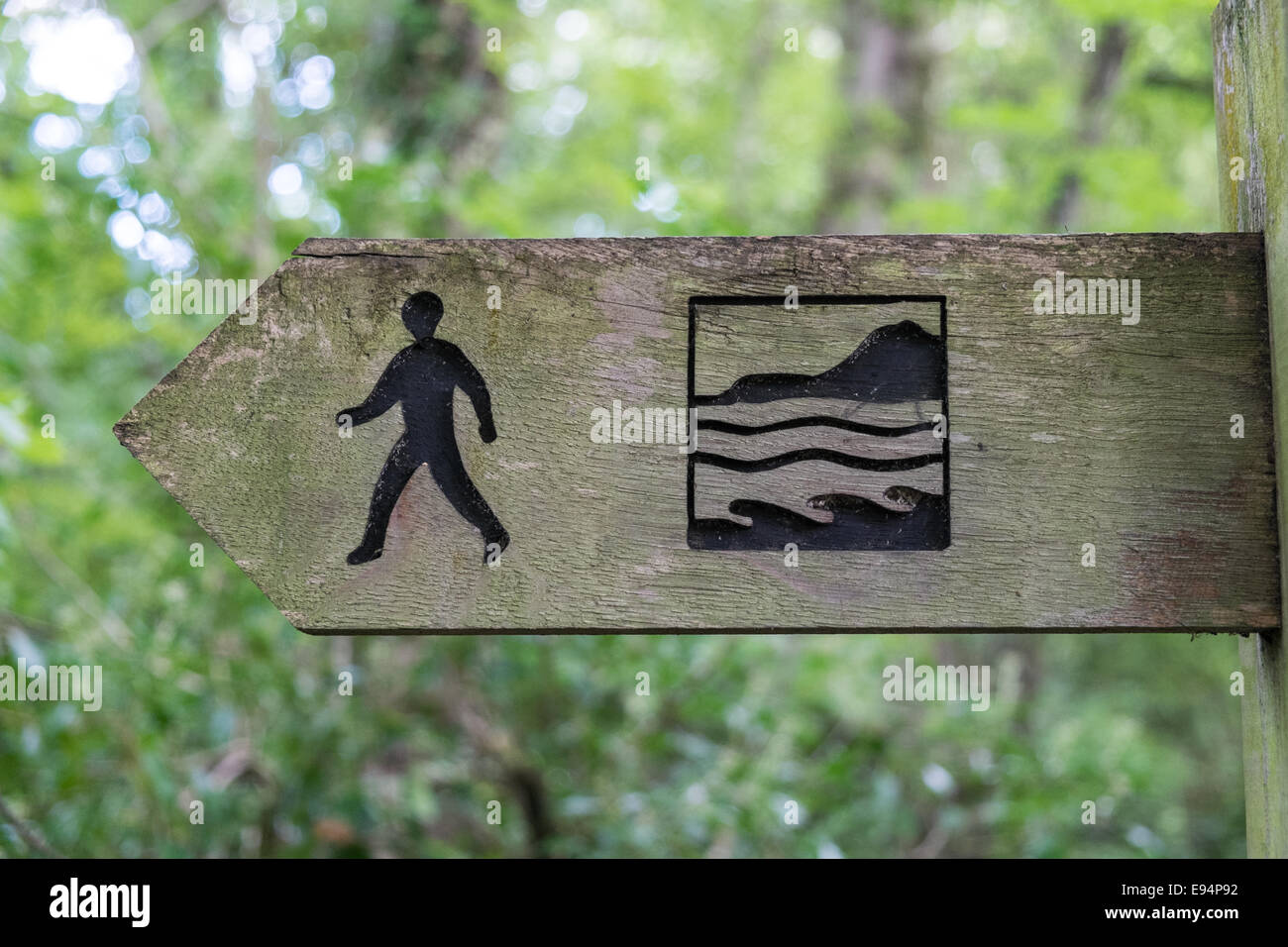 Wales Coast Path.Wooden finger, signpost, walking,in the woods above ...