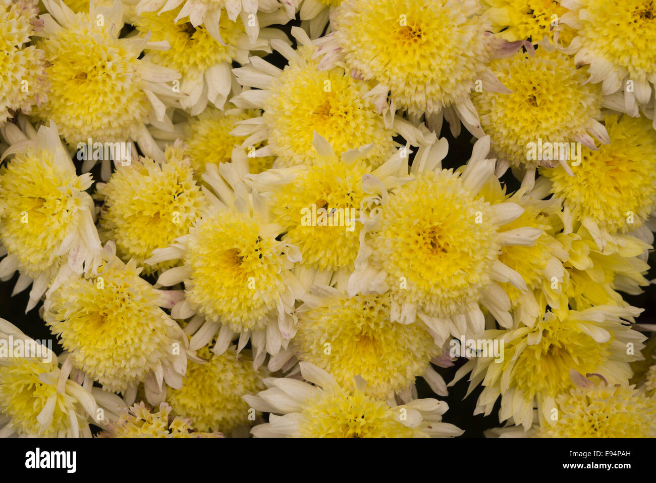 White and Yellow Hardy Mums Stock Photo - Alamy