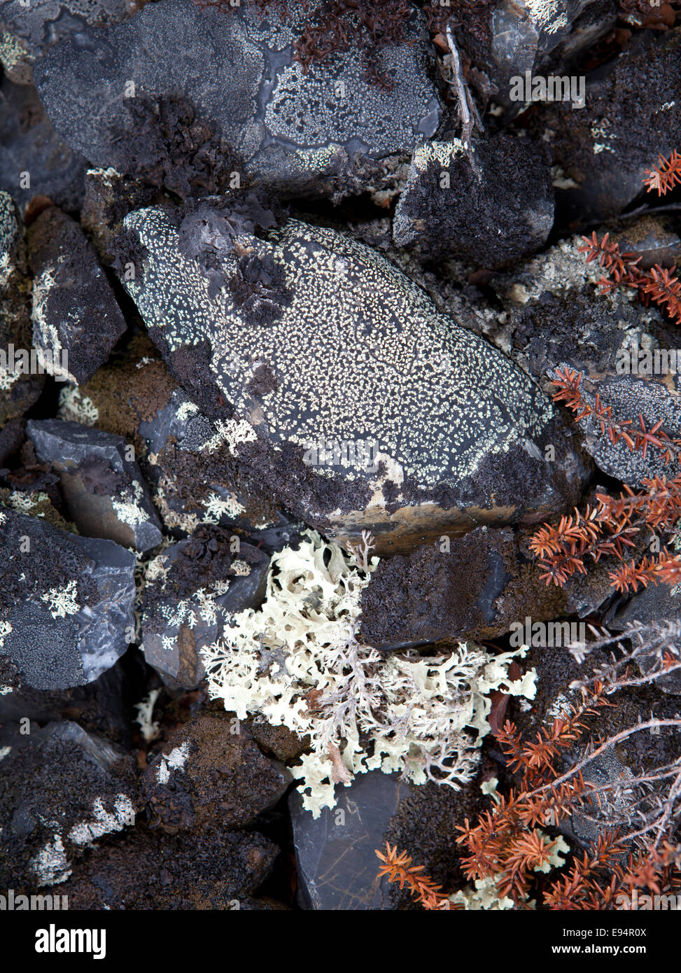 Lichens on rock in high elevation mountains Stock Photo - Alamy