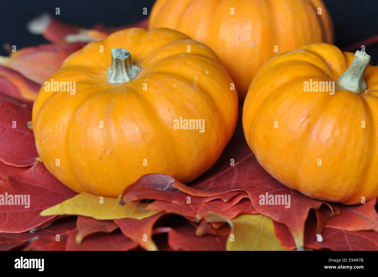 mini pumpkins on autumn leaves Stock Photo - Alamy