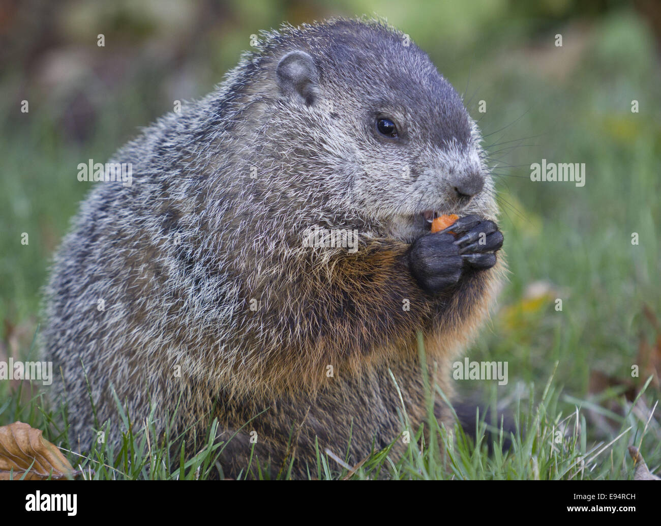 A groundhog hi-res stock photography and images - Alamy