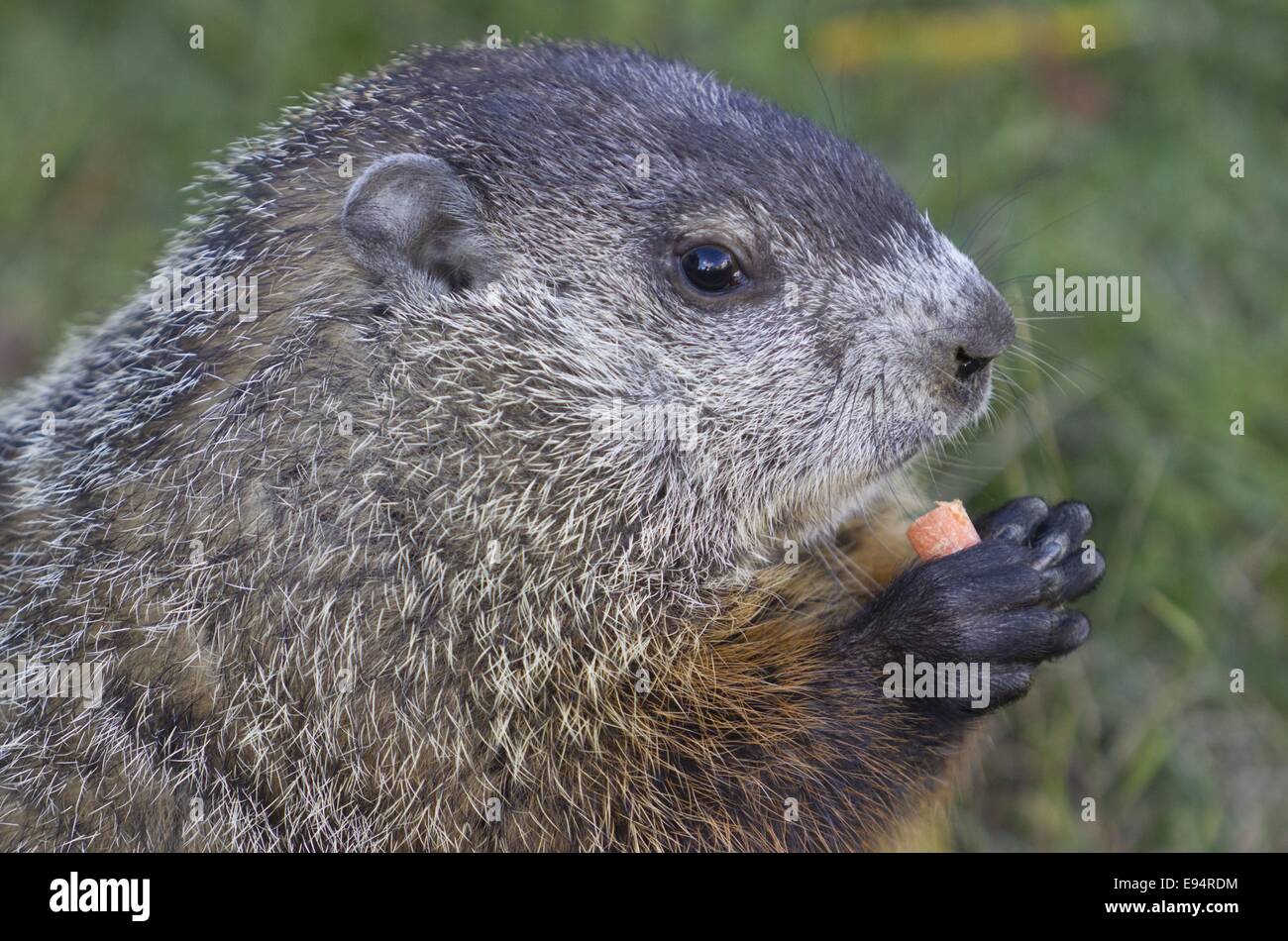 Feeds groundhog hi-res stock photography and images - Alamy