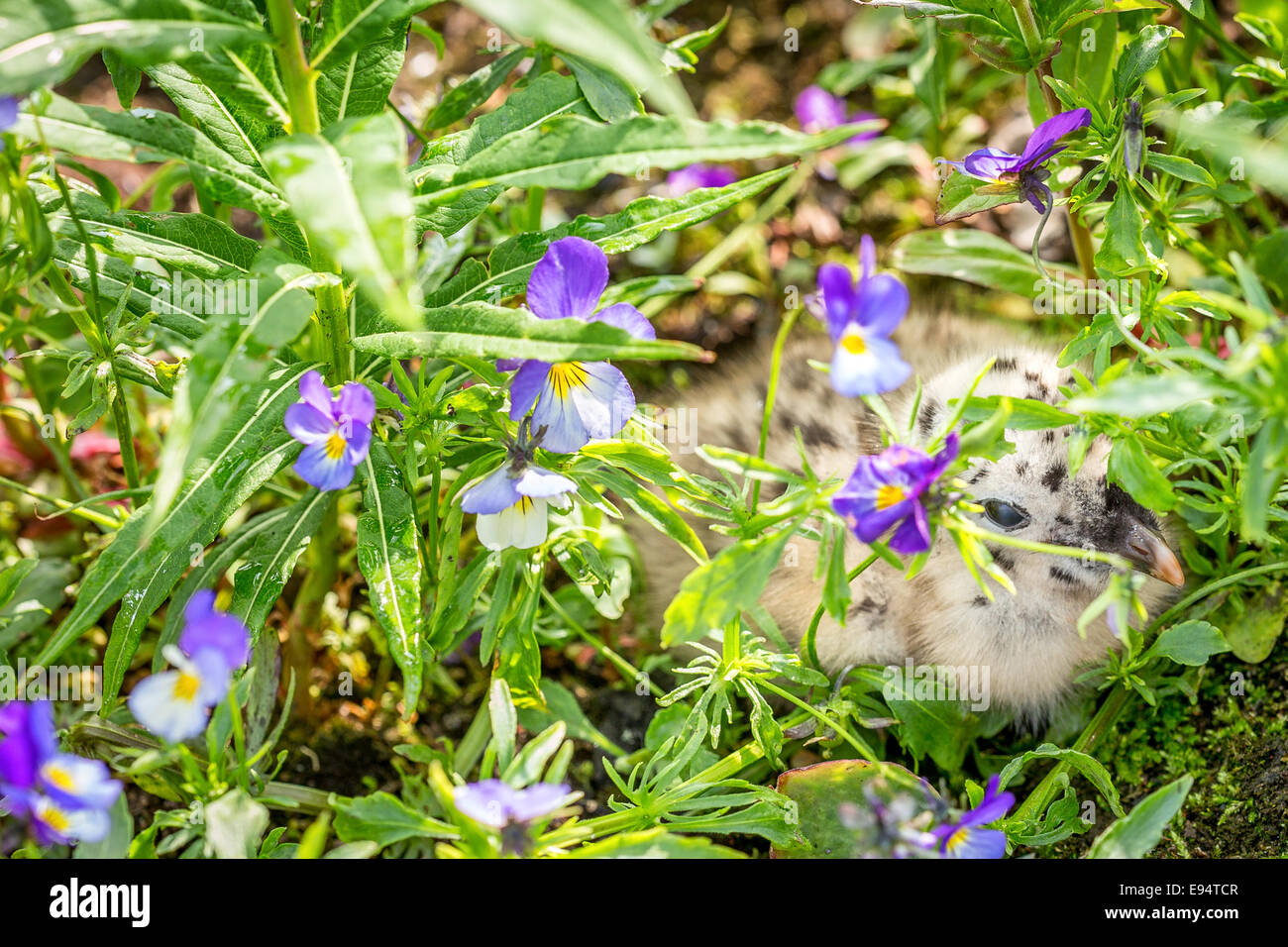 Seagull chick bird hi-res stock photography and images - Alamy