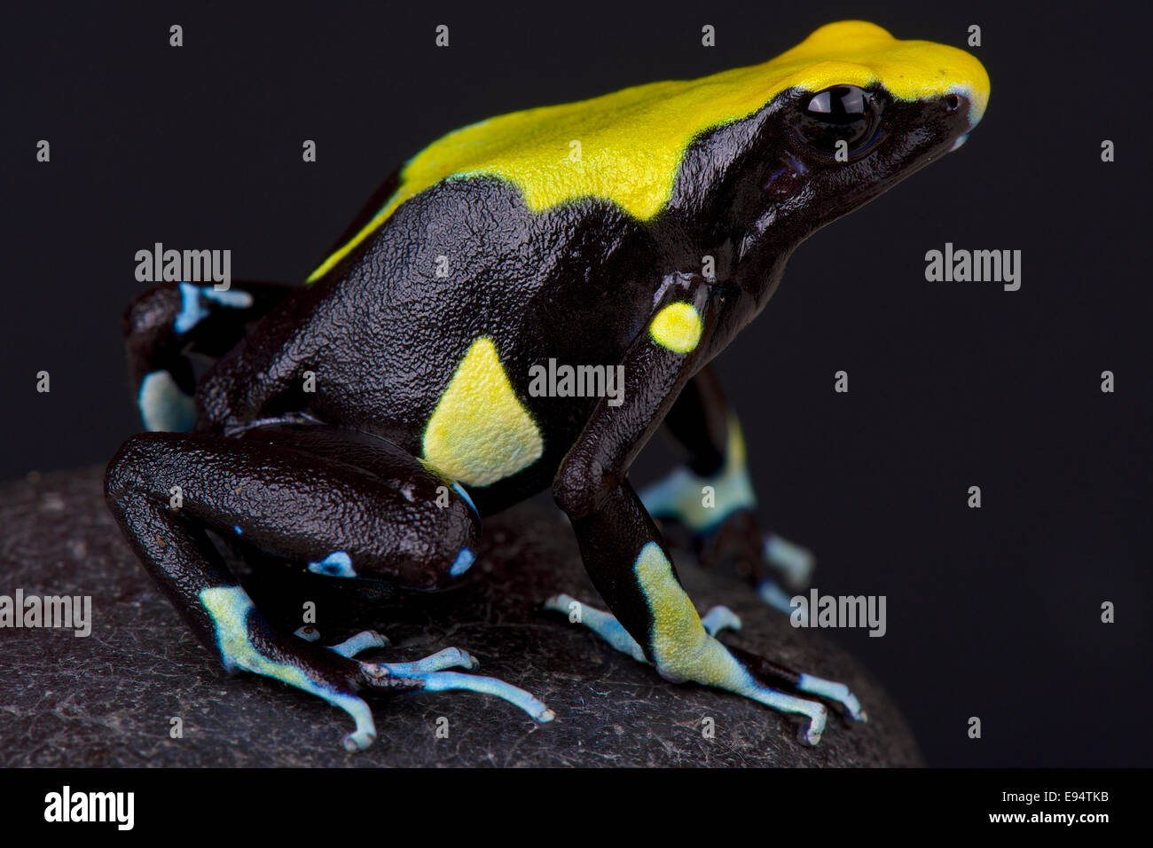 Dyeing dart frog / Dendrobates tinctorius Stock Photo - Alamy