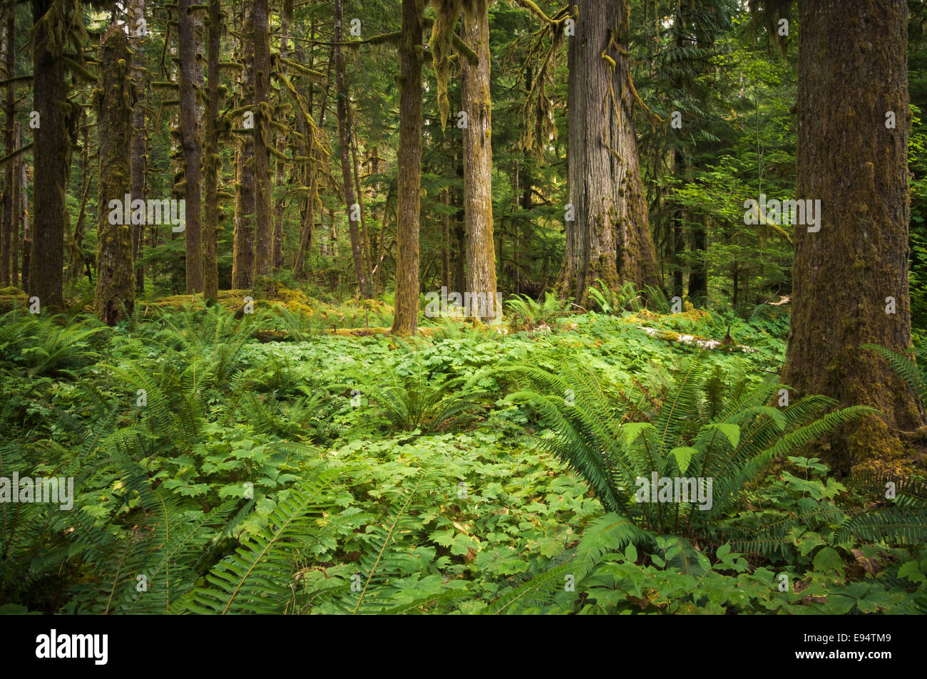 Old growth forest, Staircase Area, Olympic National Park, Washington ...