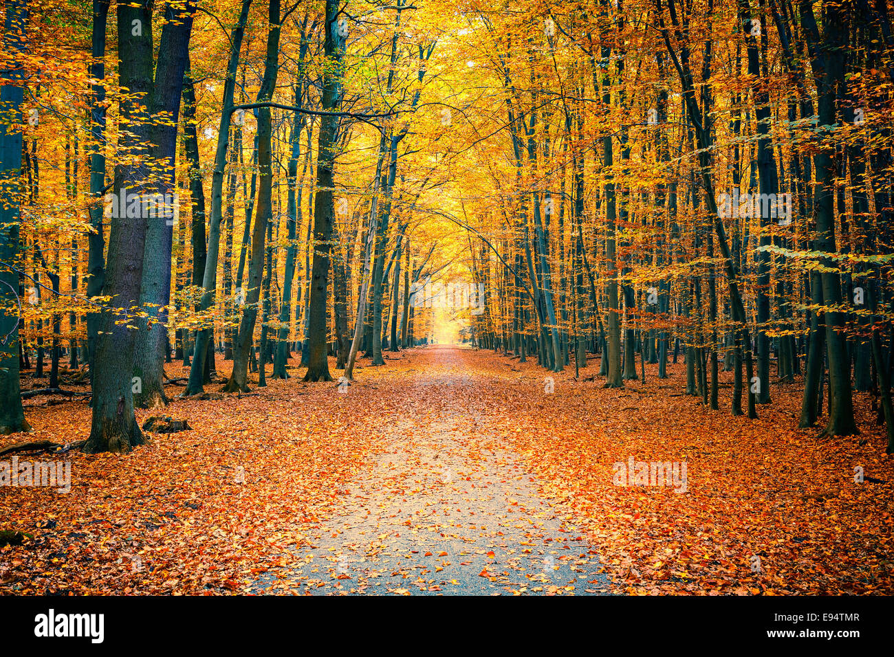 Colorful autumn park Stock Photo - Alamy