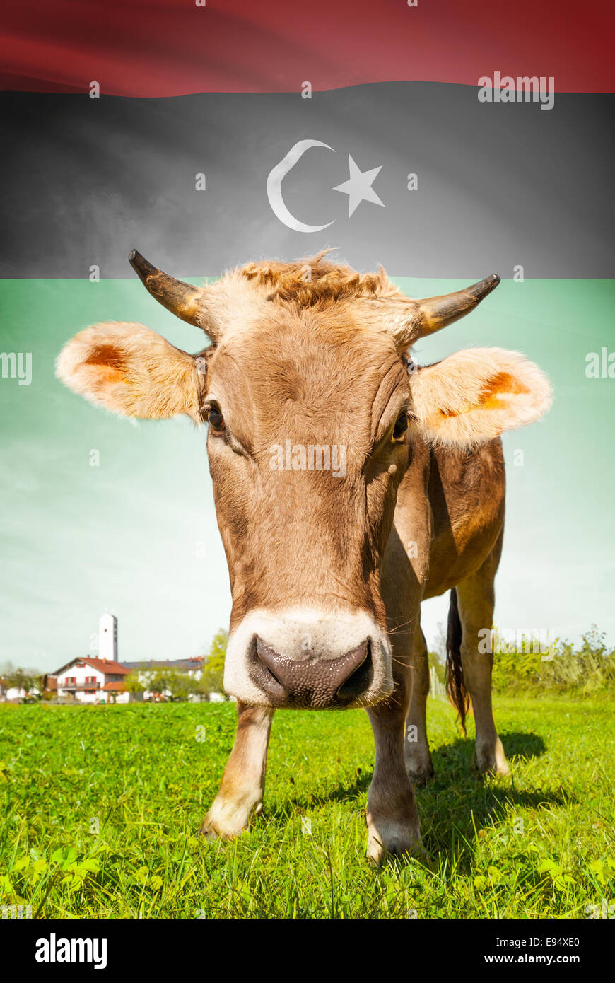 Cow with flag on background series - Libya Stock Photo - Alamy