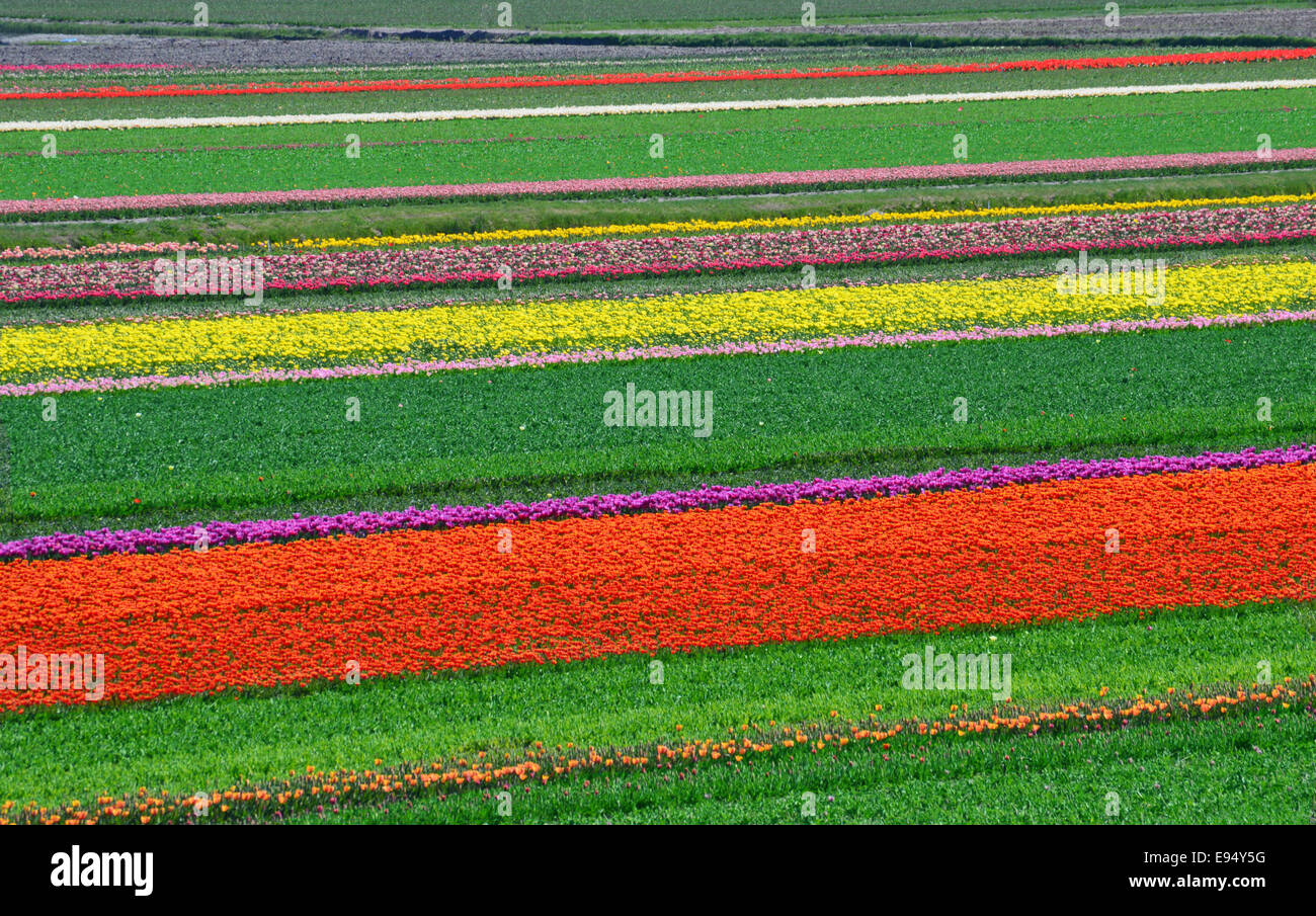 Colourful fields hi-res stock photography and images - Alamy