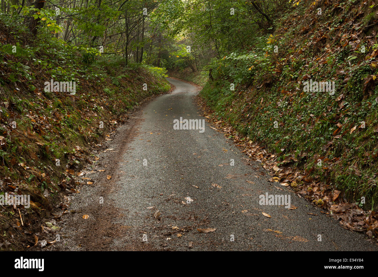 rain miserable wet dark narrow country single lane on rainy dull ...