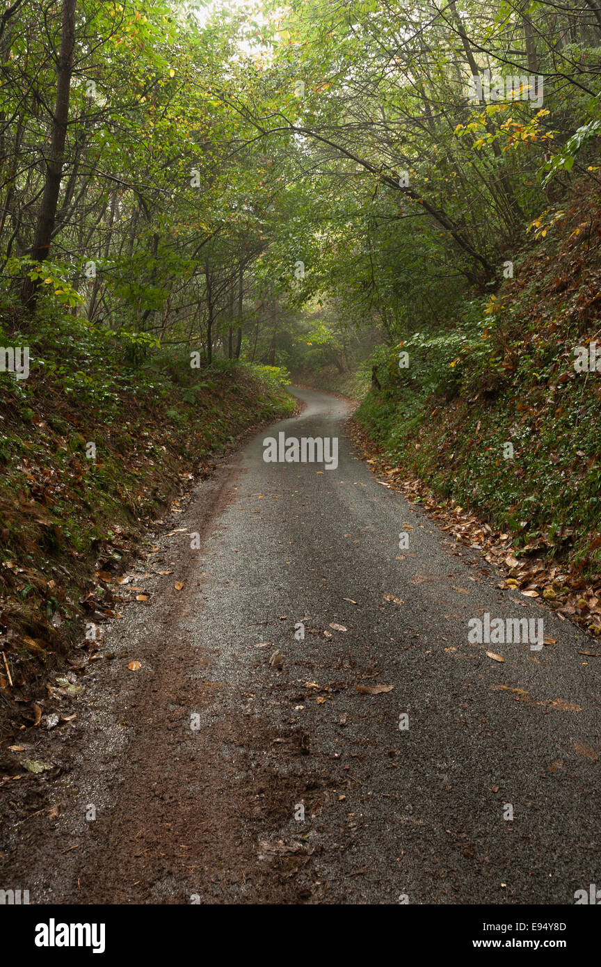 rain miserable wet dark narrow country single lane on rainy dull ...