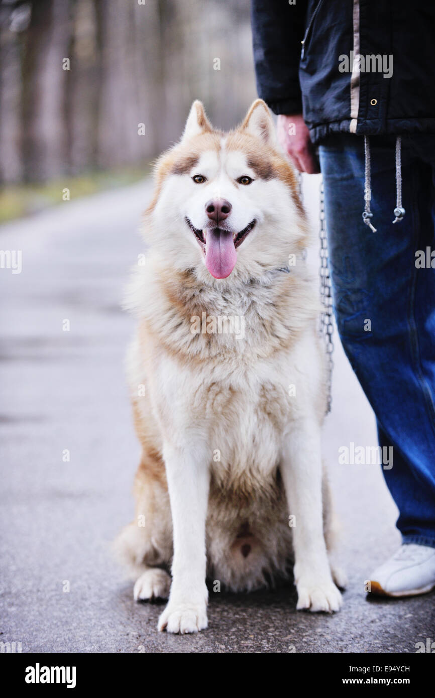 Haski dog animal closeup face hi-res stock photography and images - Alamy
