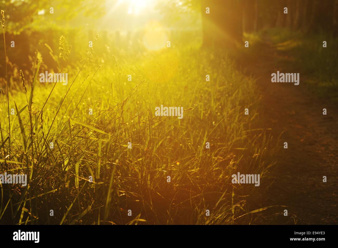 sunrise in beautiful alley Stock Photo - Alamy