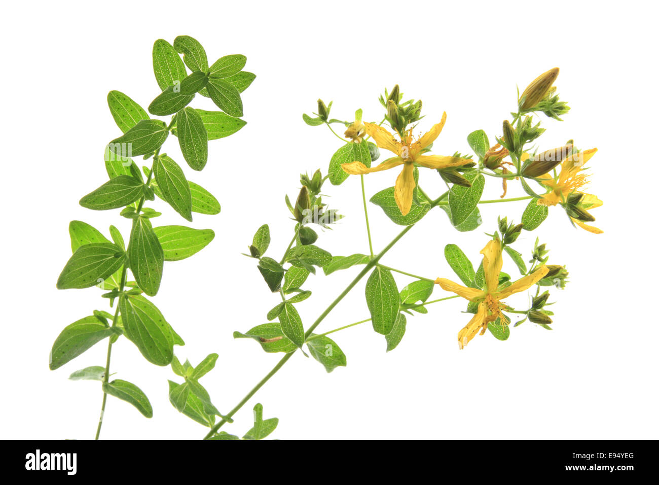 St. John's wort (Hypericum perforatum Stock Photo - Alamy