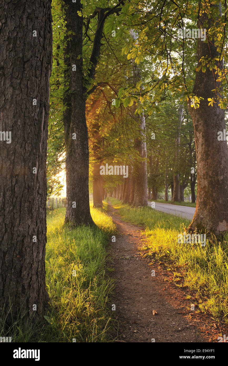 sunrise in beautiful alley Stock Photo - Alamy