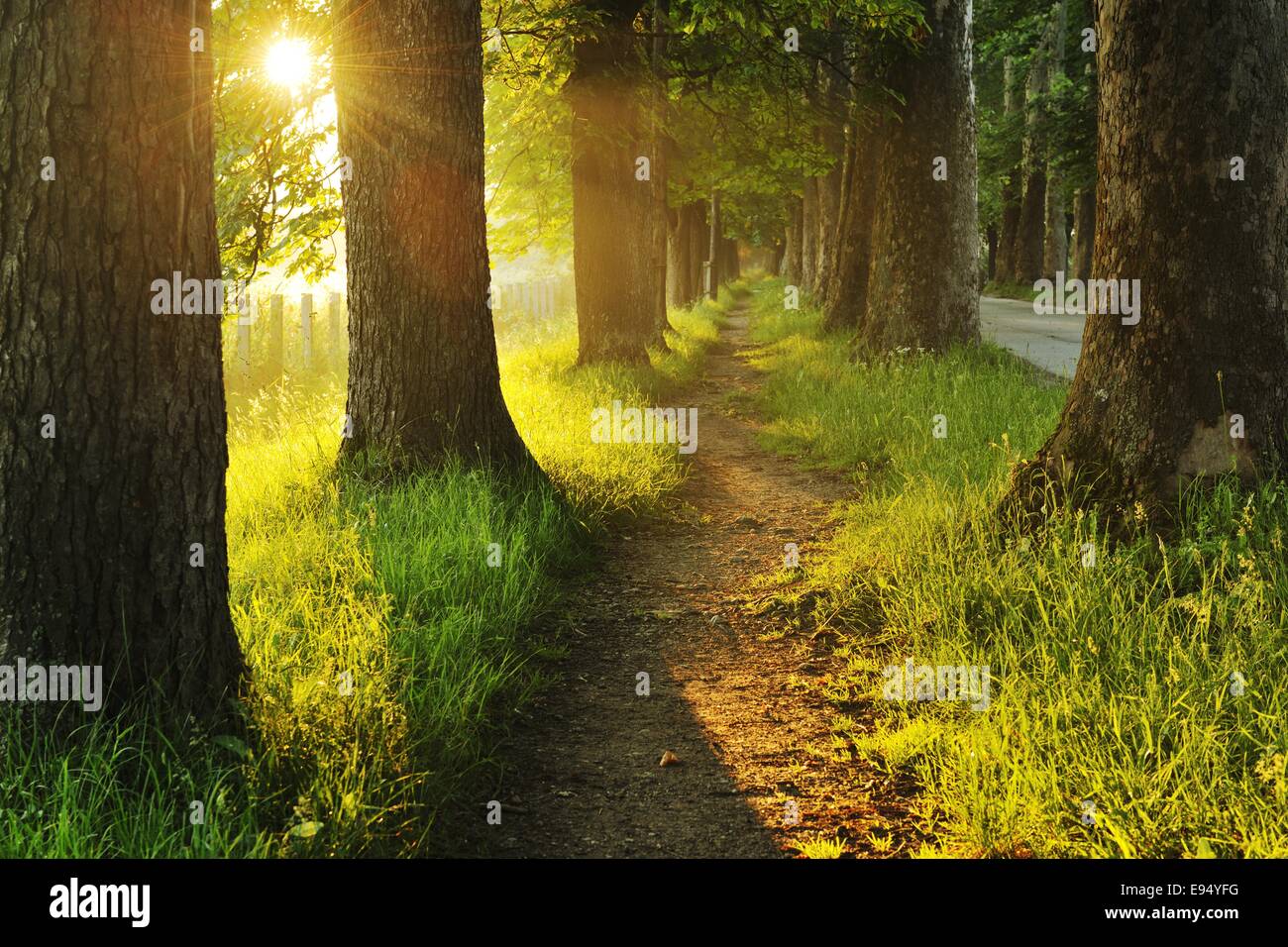 sunrise in beautiful alley Stock Photo - Alamy