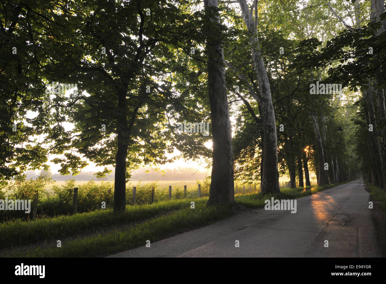 sunrise in beautiful alley Stock Photo - Alamy