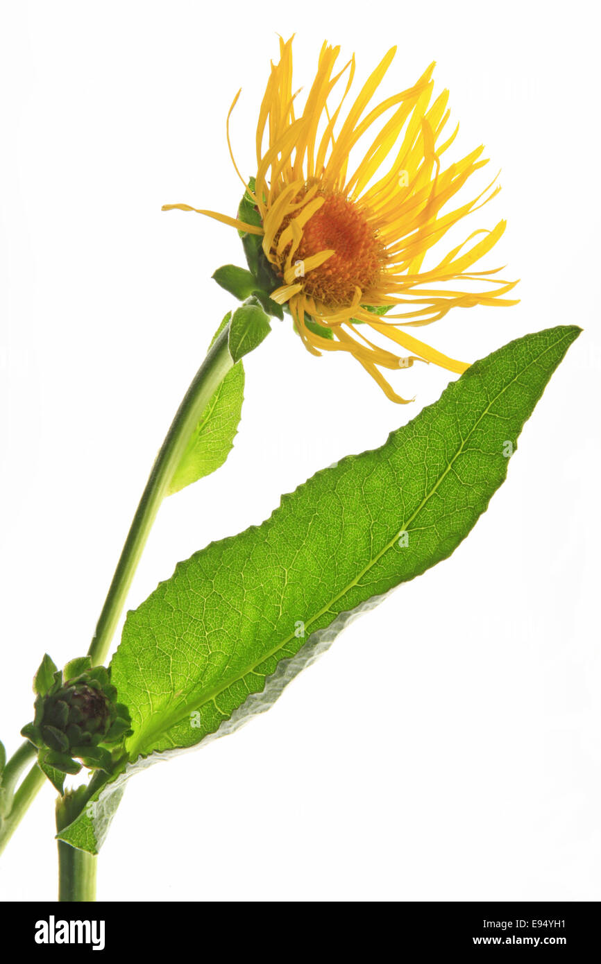 Helenium leaves hi-res stock photography and images - Alamy